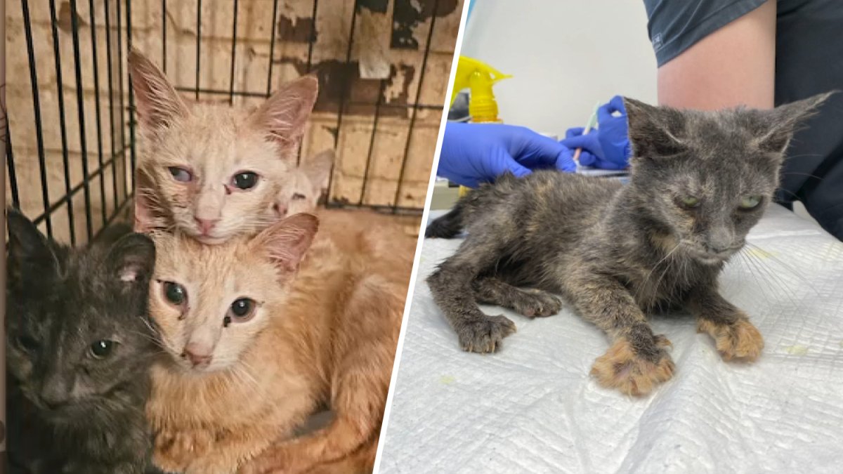25 cats rescued from hoarding in Bristol Township: SPCA – NBC10 ...