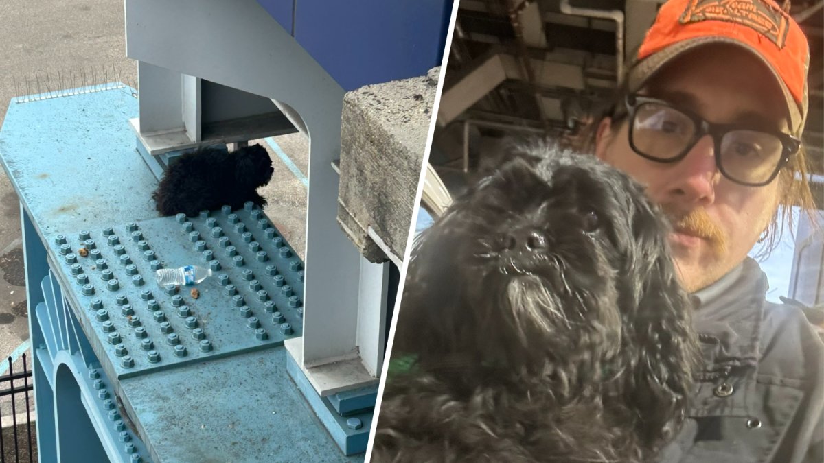 Dog rescued from top of pillar at West Philly SEPTA station: ACCT ...