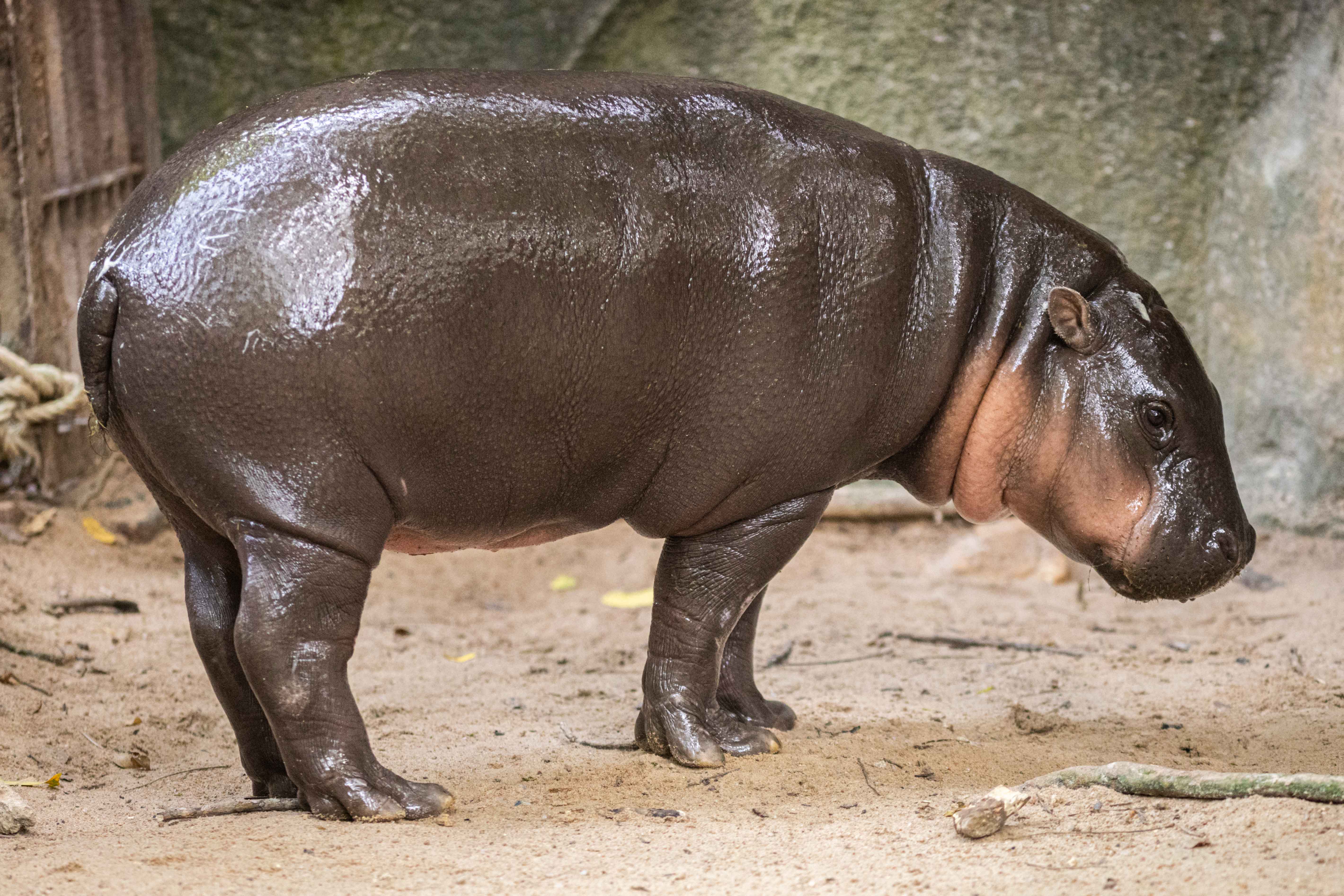 Man arrested after climbing into pygmy hippo Moo Deng’s enclosure ...