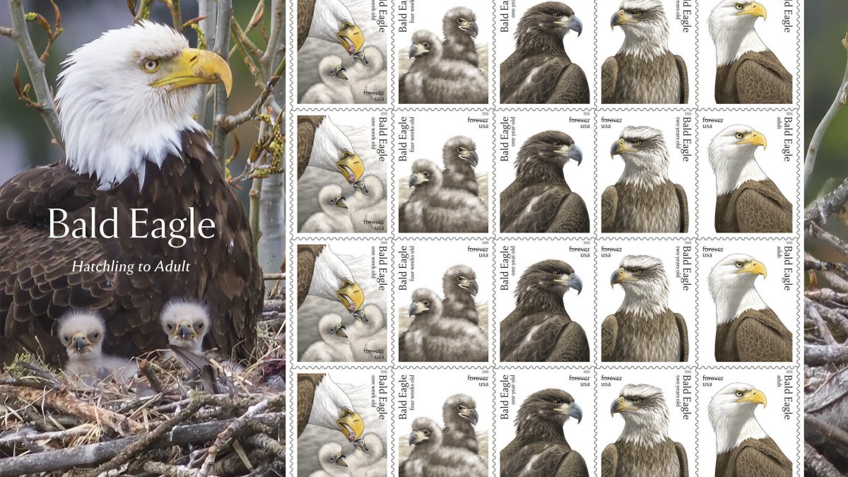 Postal Service releases bald eagle stamps for America’s 250th – NBC10 ...