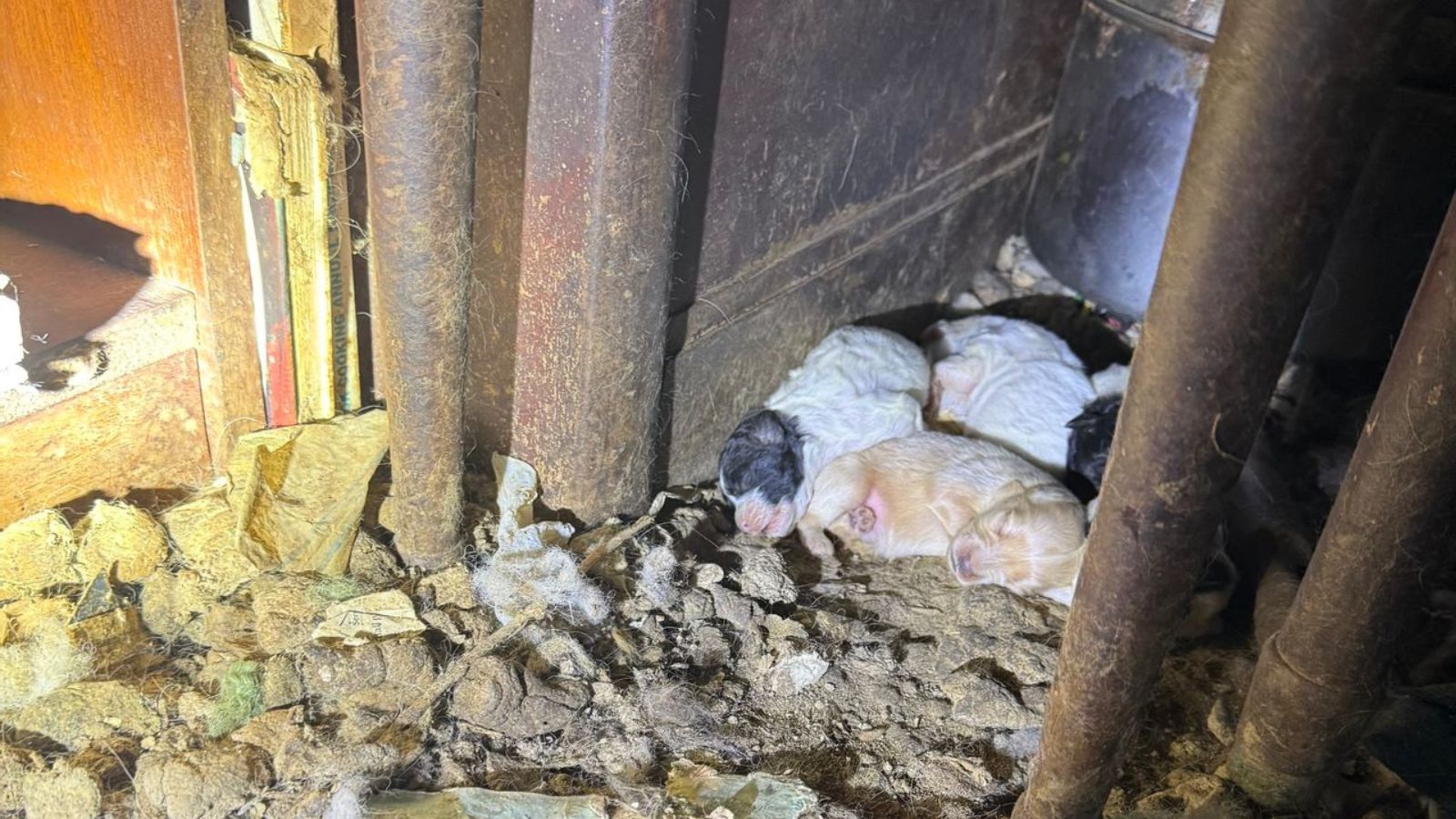 Nearly 50 dogs, puppies rescued from Pennsylvania home – NBC10 Philadelphia