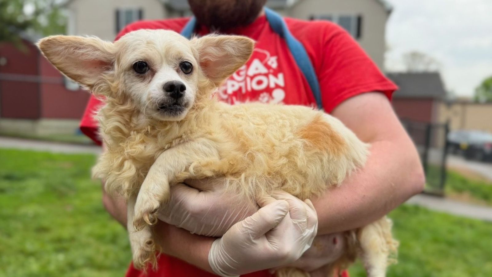 Nearly 50 dogs, puppies rescued from Pennsylvania home – NBC10 Philadelphia