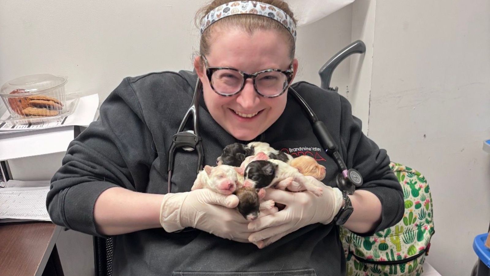 Nearly 50 dogs, puppies rescued from Pennsylvania home – NBC10 Philadelphia