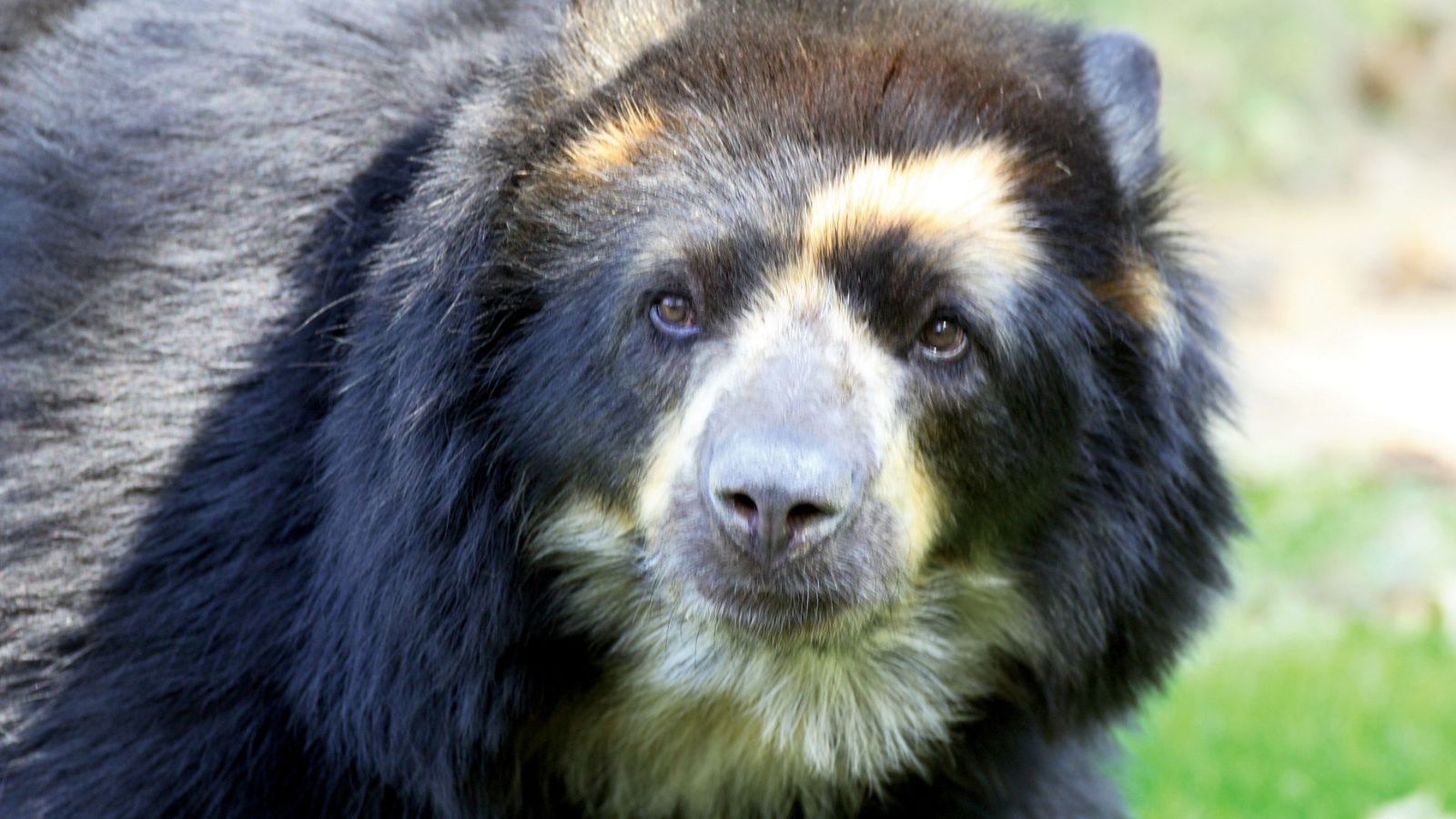 Philadelphia Zoo’s renovated Bear Country opens to public in June ...