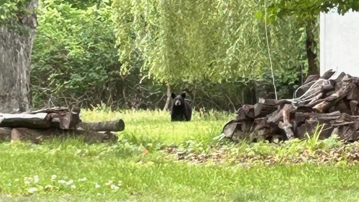 Officials safely capture black bear spotted – NBC10 Philadelphia