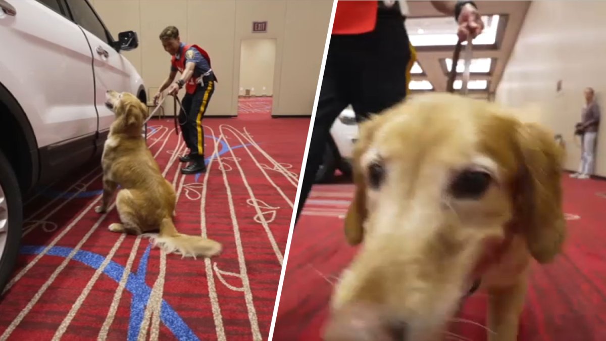 Police K-9 trials Atlantic City prepare for FIFA security – NBC10 ...