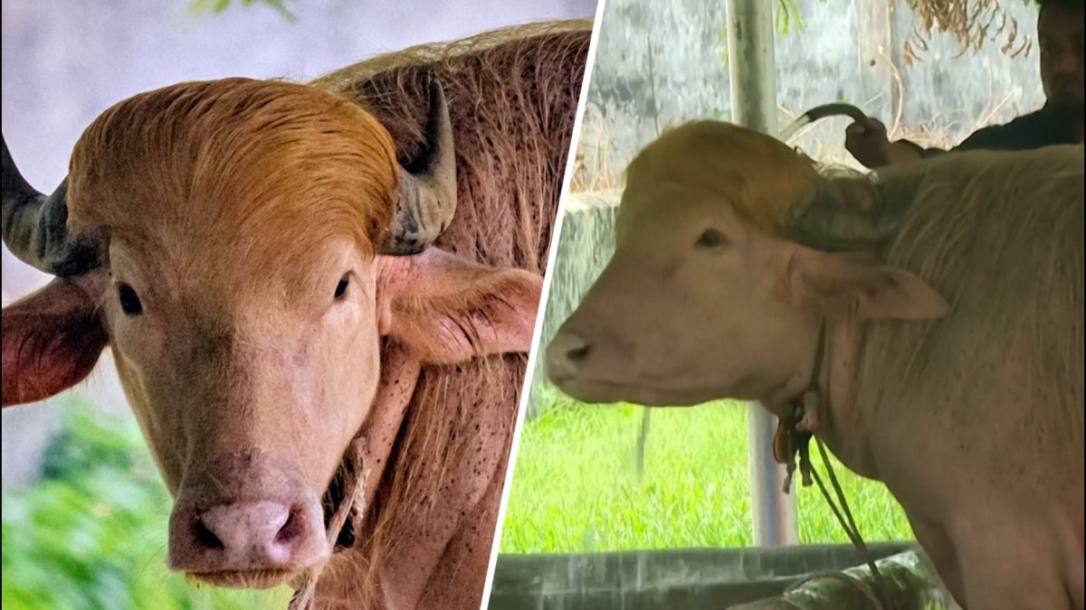 Buffalo spared from sacrifice amidst frenzy over alleged resemblance to ...