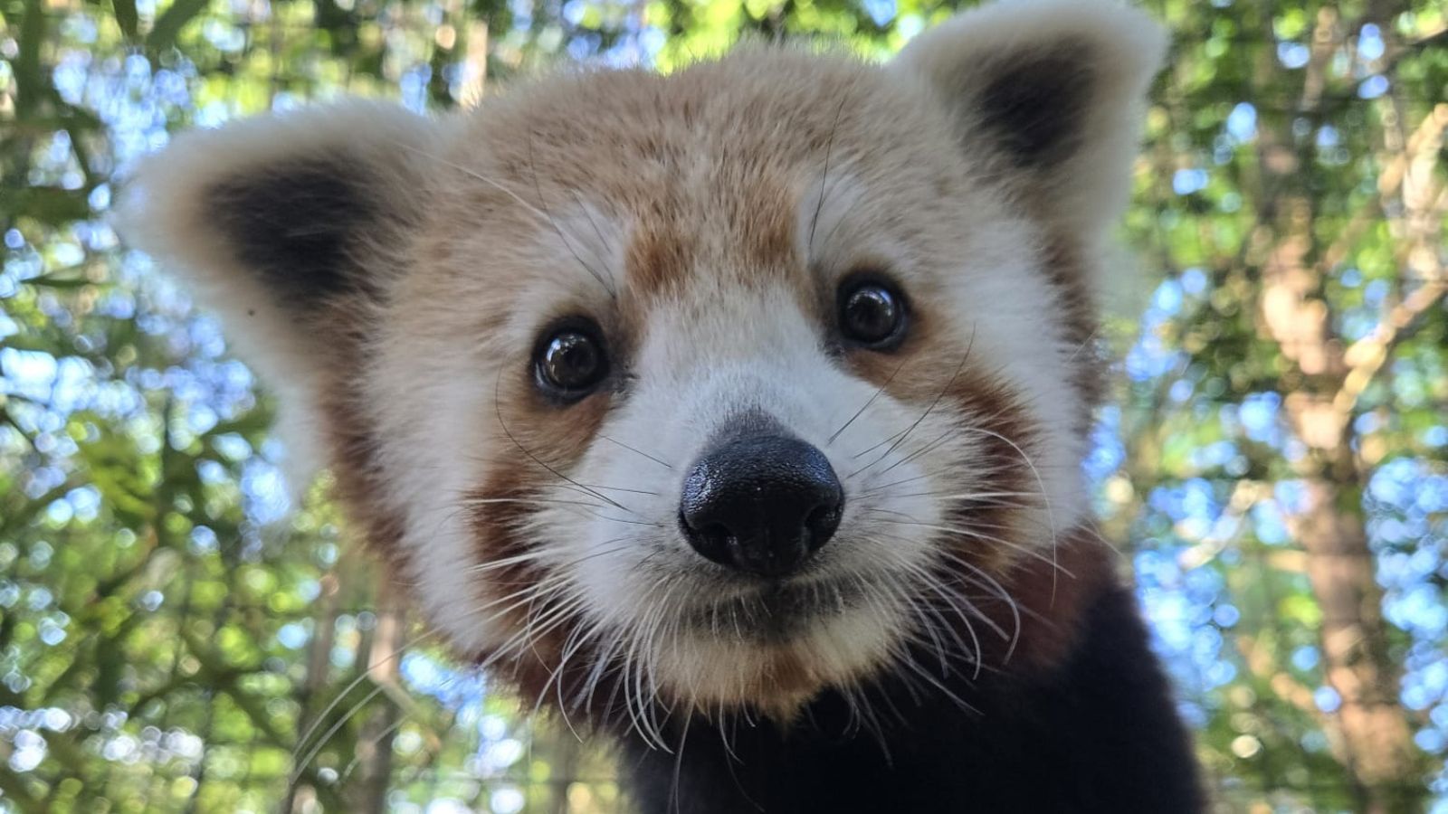 Meet Wally, the Cape May County Zoo’s new red panda – NBC10 Philadelphia