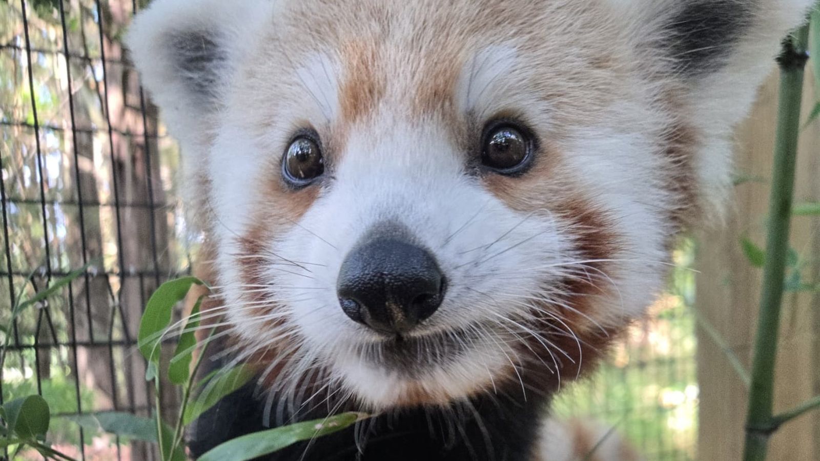 Meet Wally, the Cape May County Zoo’s new red panda – NBC10 Philadelphia
