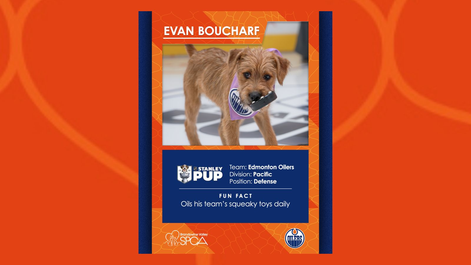 Local shelter dogs to face off on the ice for NHL’s ‘Stanley Pup ...