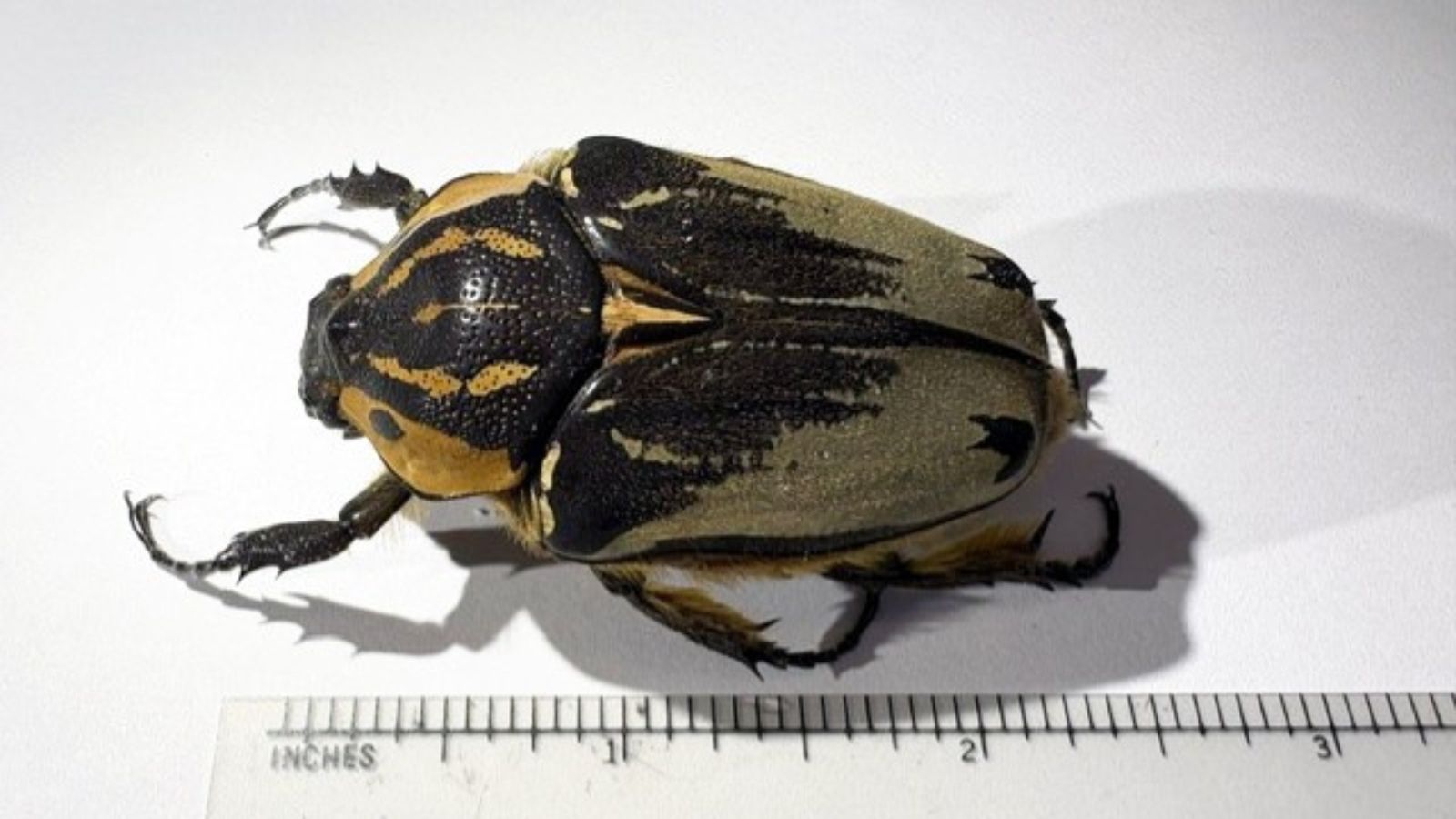 Rare live beetles seized in Philadelphia in smuggling attempt – NBC10 ...