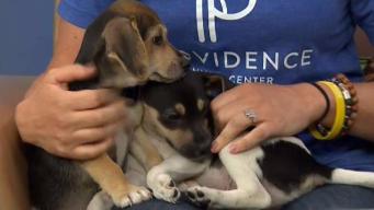 Local News | NBC 10 Philadelphia